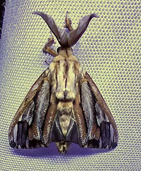 Papua Insects Foundation